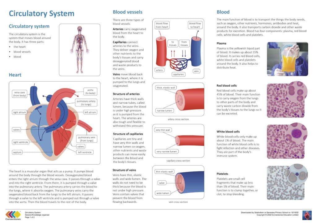 Circulatory System – Gamesley Primary School