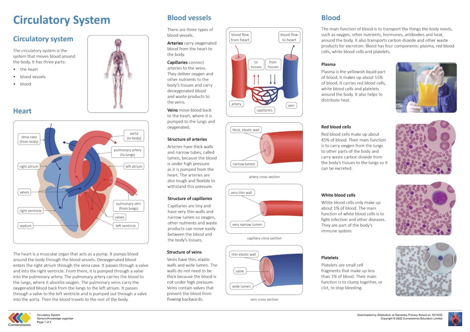 Circulatory System – Gamesley Primary School