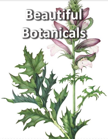 Year 3 Holly Class 2024-2025 – Gamesley Primary School